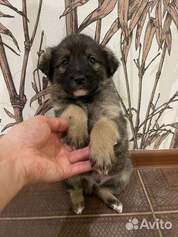 Щенки мальчики в добрые руки