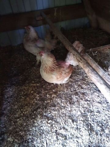 Куры петухи фавероль