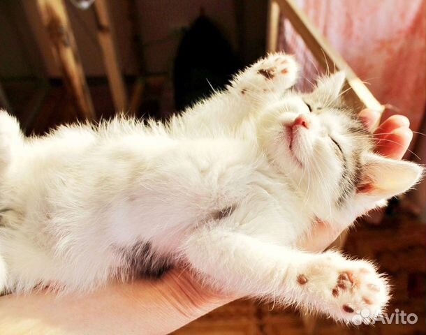 Шедевры природы ищут дом