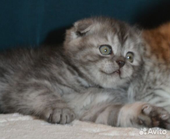 Вислоухая Красавица