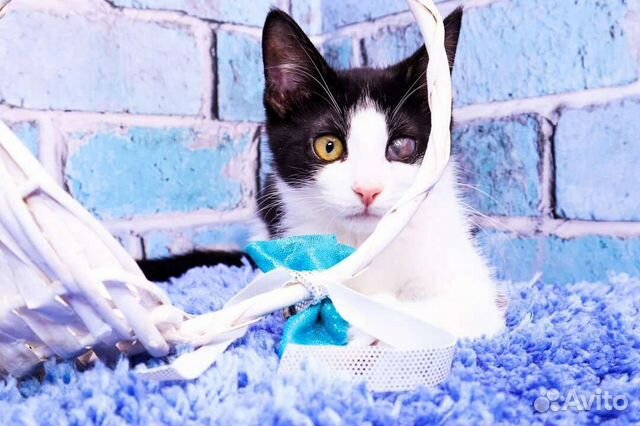 Особенный котенок