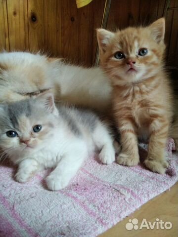 Котята полу персидские британцы