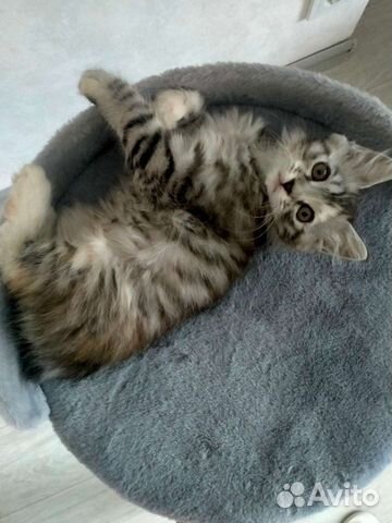 Кошка