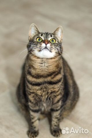 Дом для Плюшки