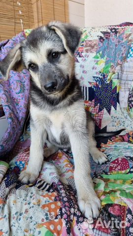 Щенок Герда в добрые руки