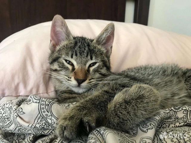 Котёнок Шон