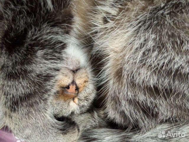 Особенный котик Пухлик ищет дом