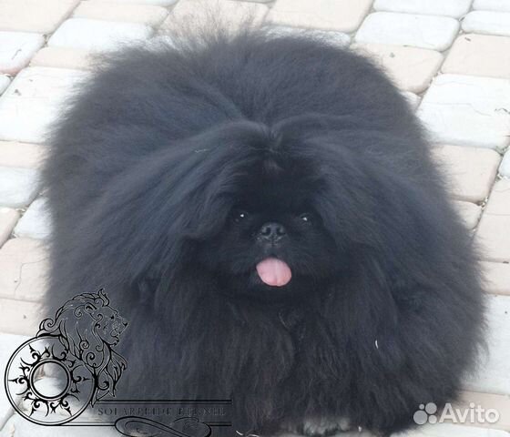 Подрощенные шикарные щенки пекинеса