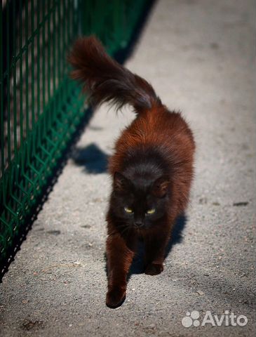 Стерилизованная молодая кошечка очень умная