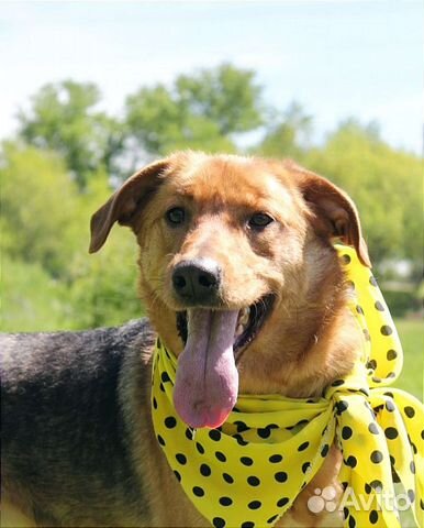 Подарите Баффи дом