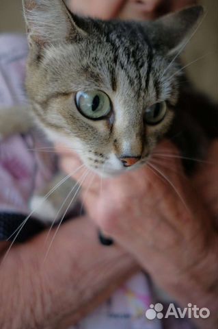 Кошка в дар бесплатно