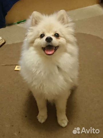 Померанский шпиц