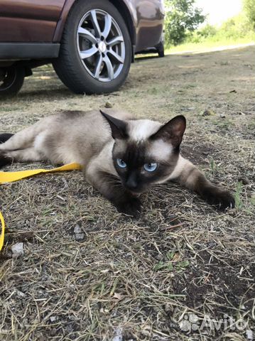 Сиамская тайская кошка на вязку