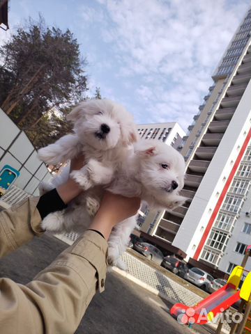 Щенки мальтезе