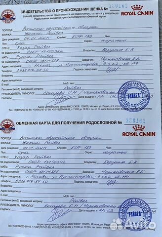 Восточноевропейская овчарка