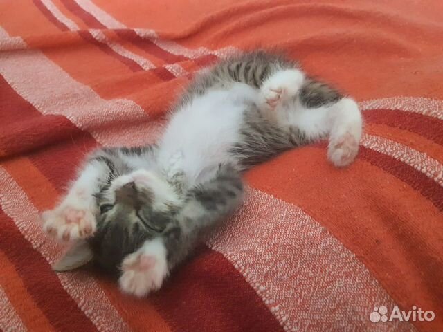 Котенок в добрые руки