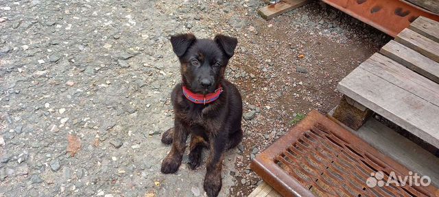 Собака в добрые руки отдам бесплатно