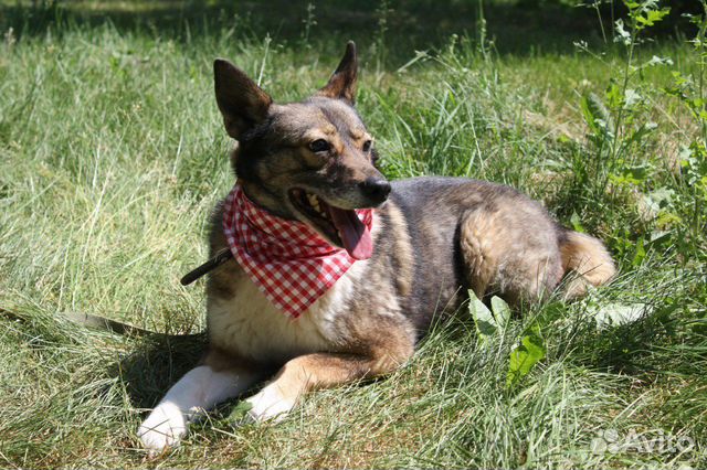 Ты берешь породистого, а я никому не нужна