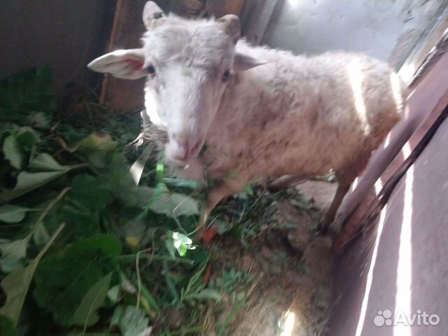 Баран Чемпион