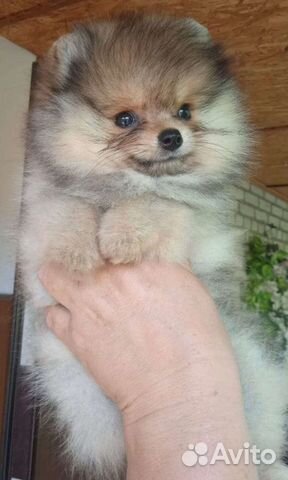 Щенки шпица