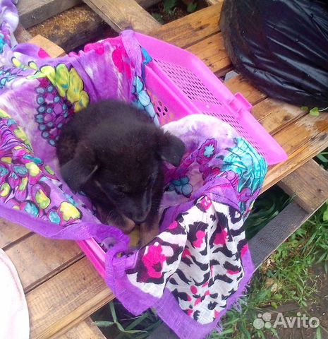 Щенки немецкой овчарки