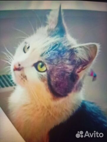 Котик-Беженец