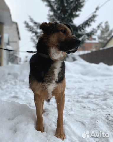 Арчи