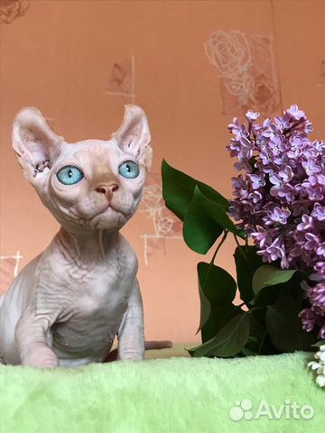 Канадский сфинкс Эльф с невероятными глазами