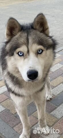 Сибирский хаски