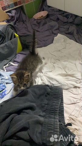 Котенок игривый и активный в добрые руки бесплатно