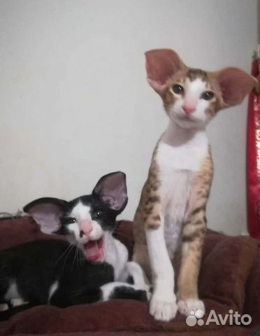 Ориентальная кошка