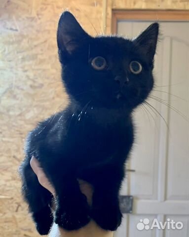 Чучело мяучело котенок бесплатно 2 мес