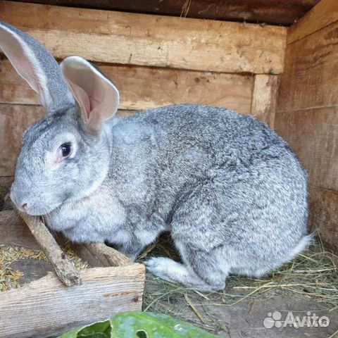 Кролики серый великан