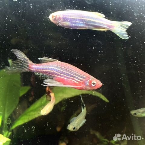 Отдам 2 рыбки Данио