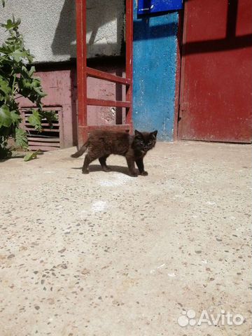 Милые котята хотят домой