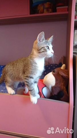 Котенок хулиган 3,5мес