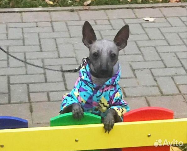 Замечательные голыши породы ксоло мини