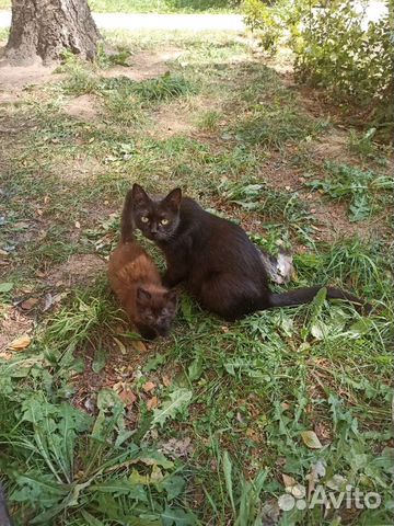 Больной котенок