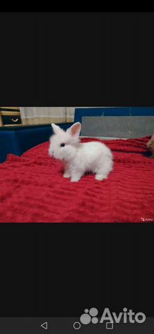 Декаротивный кролик