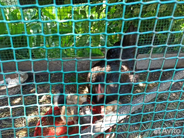 Клуша с цыплятами