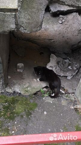 Котенок в добрые руки