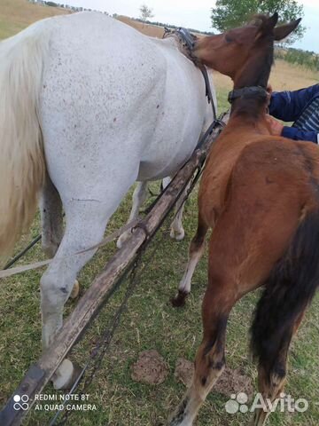 Лошади и жеребцы