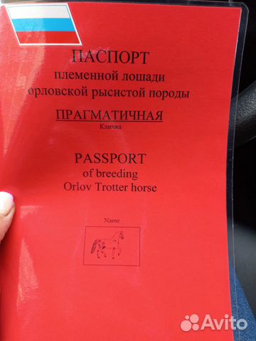 Продам молодую кобылу