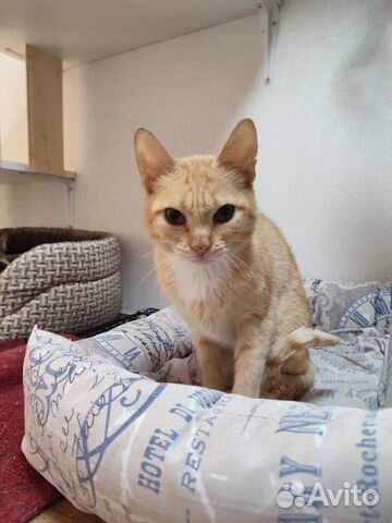 Маленький котик ищет дом