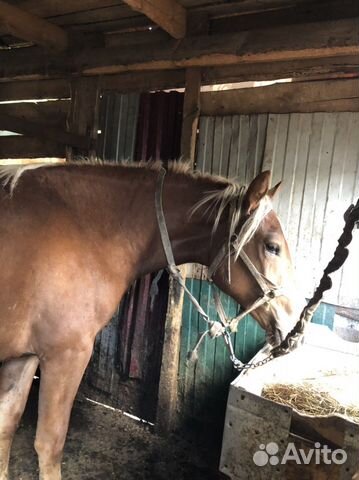 Кобыла 2 года,полутяж