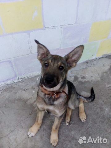 Щенки метисы