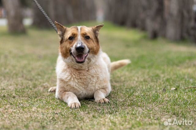 Собак в дар