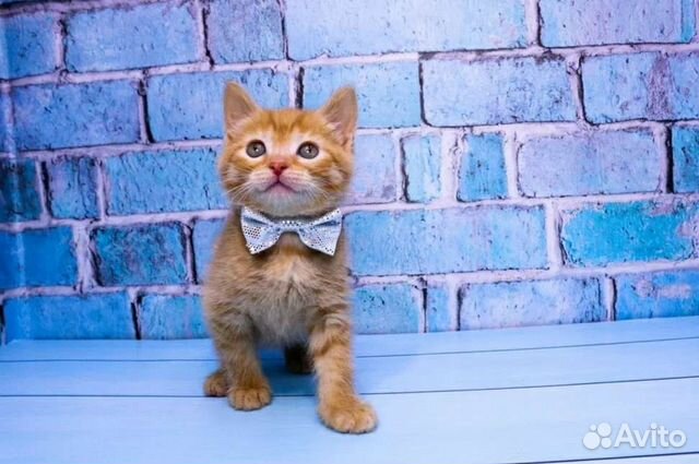 Кошка в дар бесплатно