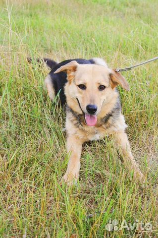 Собака Шелли уже давно в приюте