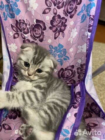 Шотладский котенок